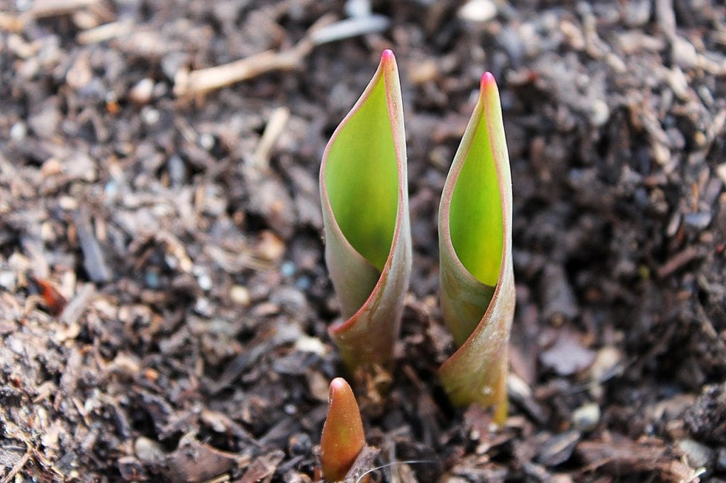 November Landscaping Tips | Arbor Hills Landscaping | Omaha, Nebraska